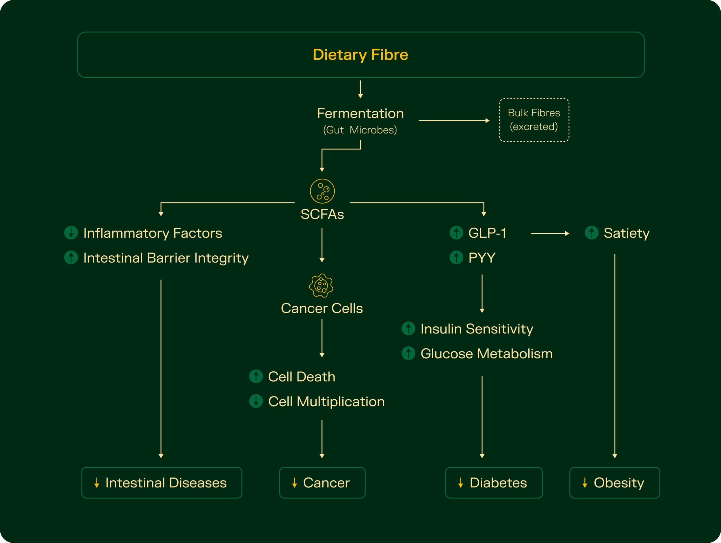 Why Dietary Fibre Is Crucial For Gut And Metabolic Health